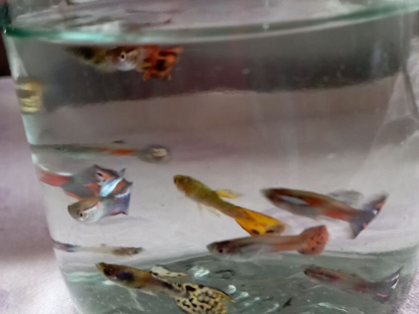 Гуппи подростки самцы