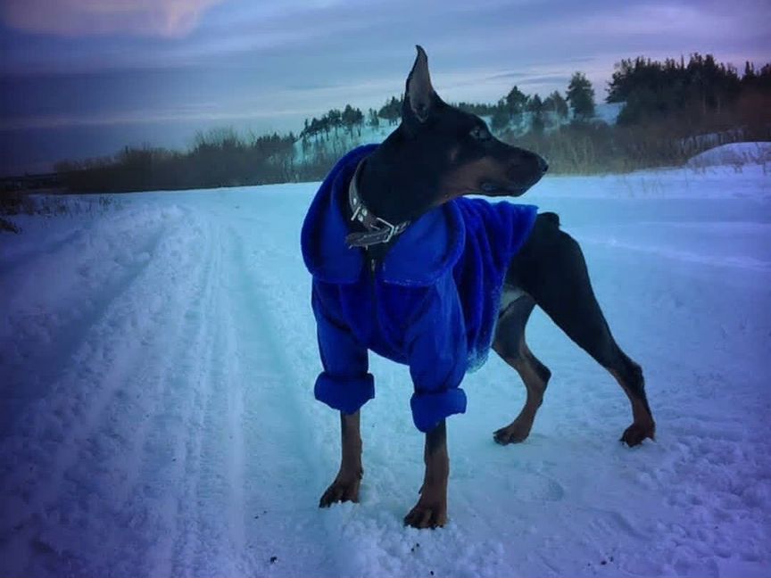 Доберман мальчик, случка