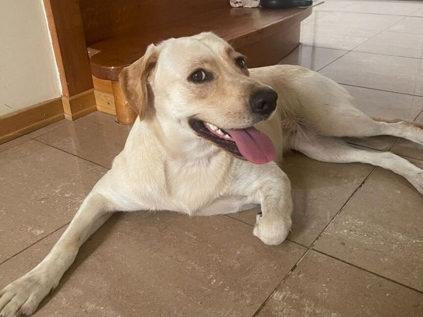 Золотой ретривер девочка