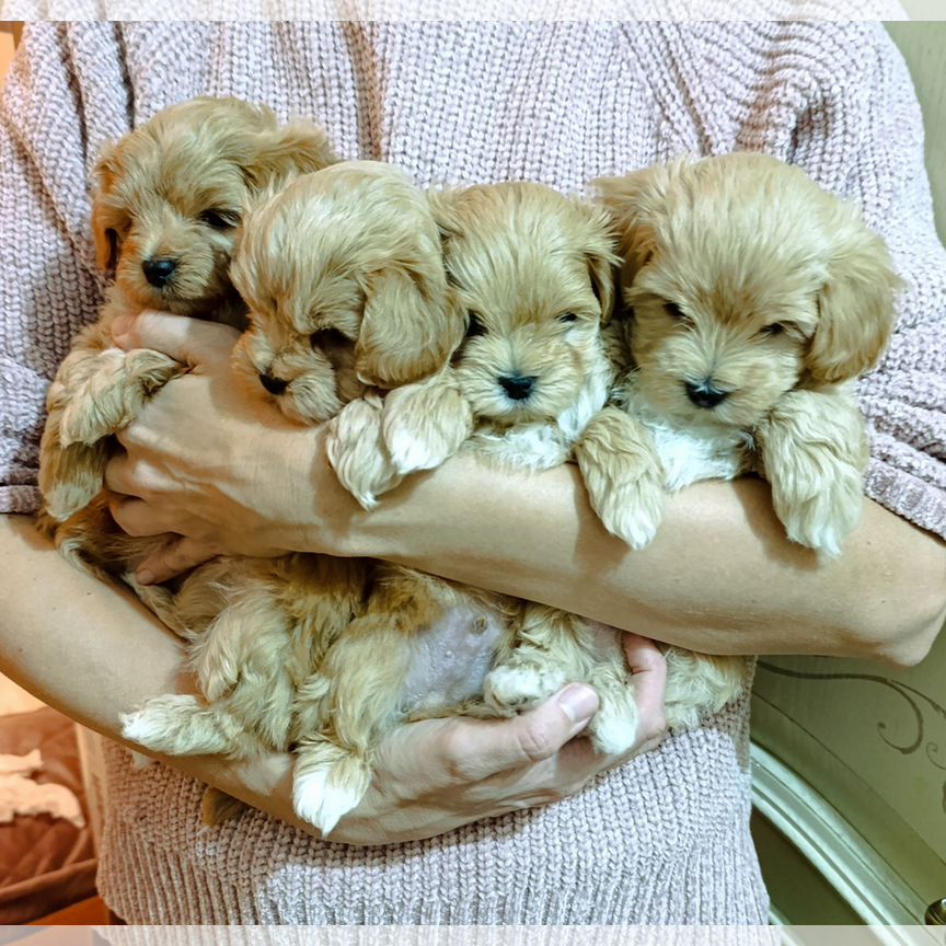 Мальтипу, щенок