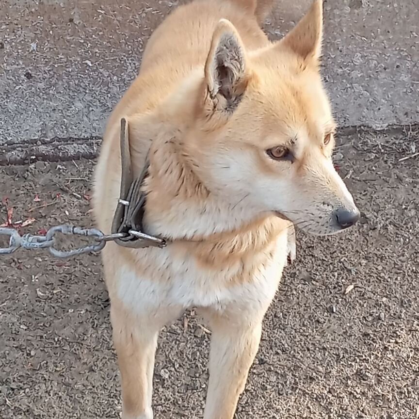 Отдам в добрые руки лайку