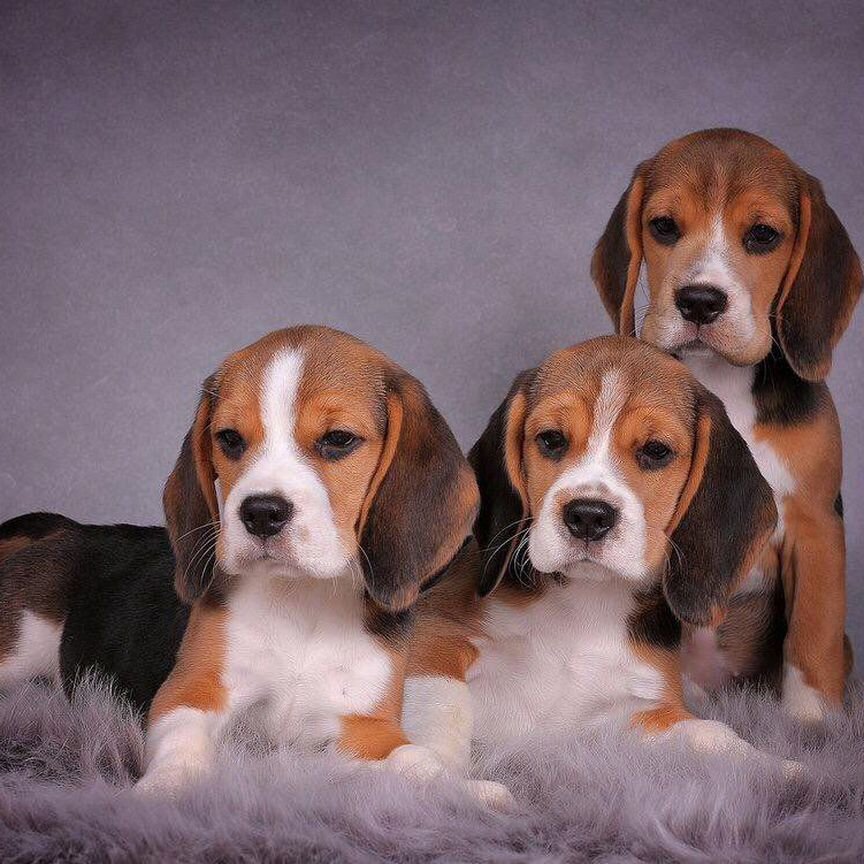 Бигль, щенки