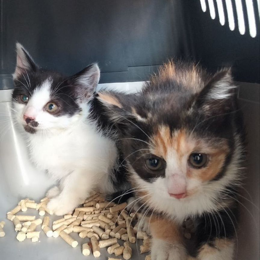 Котятам нужен дом или передержка