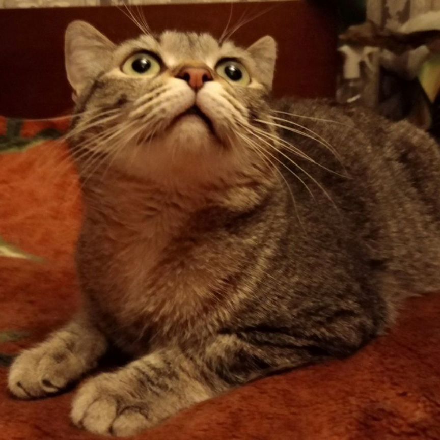 Шотландский котик подросток