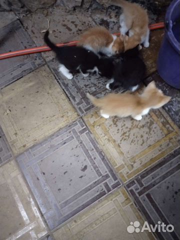 Отдам в добрые руки рыженьких котят