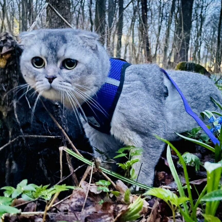 Отдам в добрые руки бесплатно