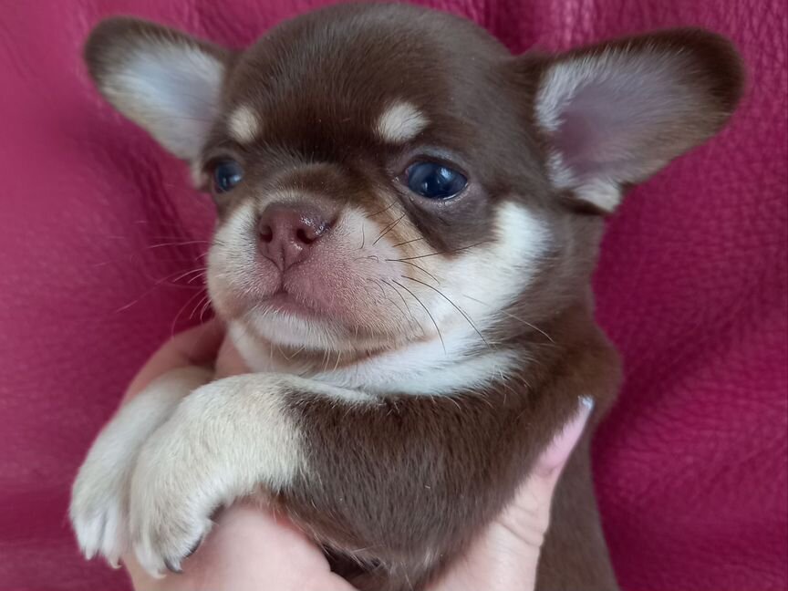 Чихуахуа шоколадный красавец