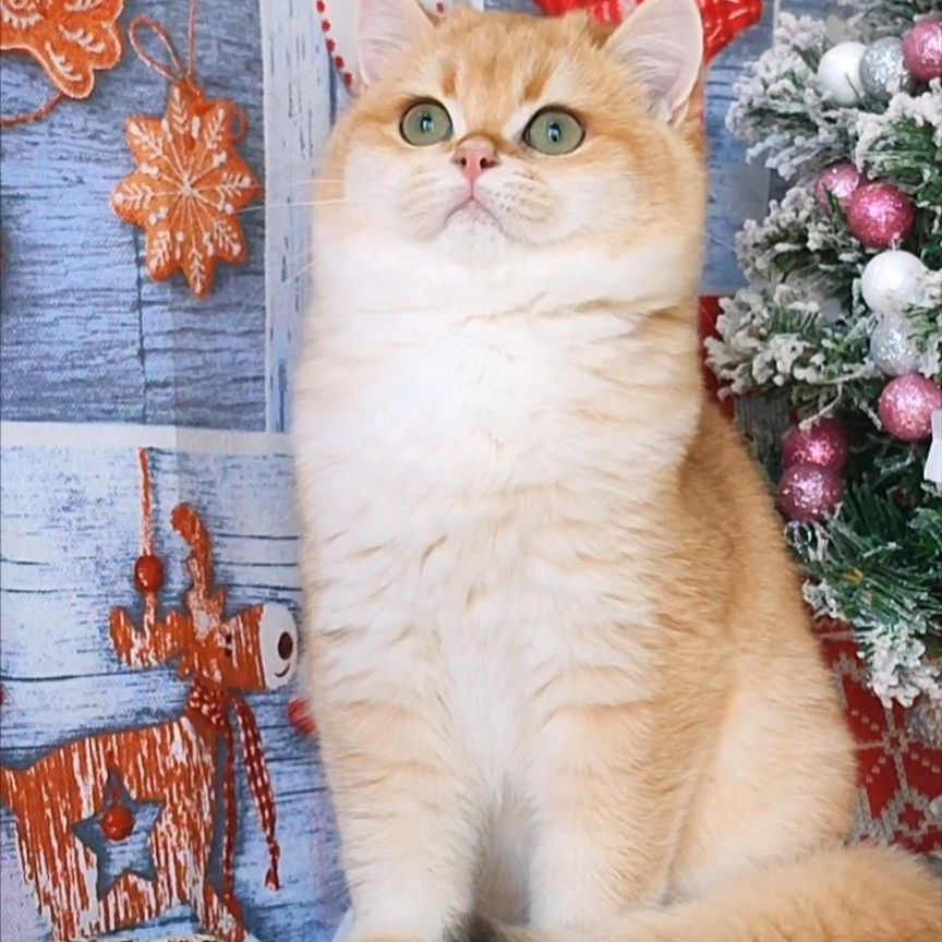 Золотая шиншилла