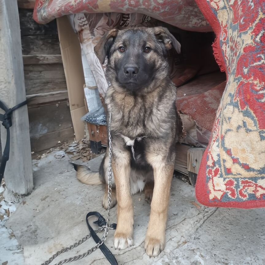 Щенок в добрые руки