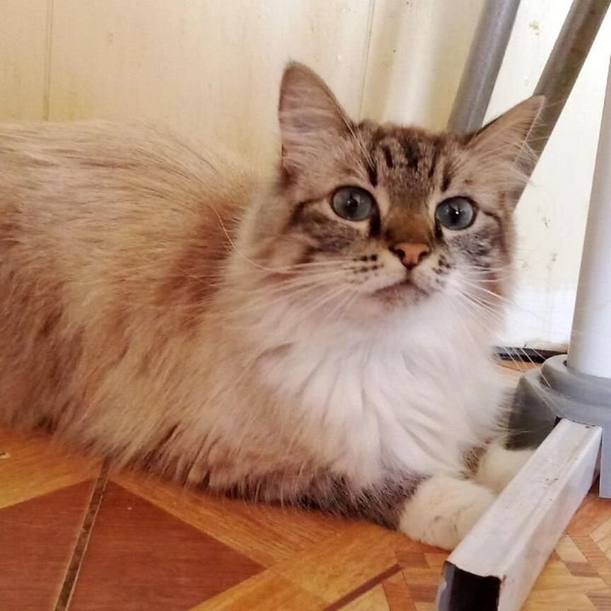 Красотка кошечка Фурия в поисках родителей