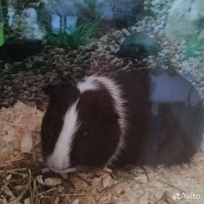 Морская свинка мальчик