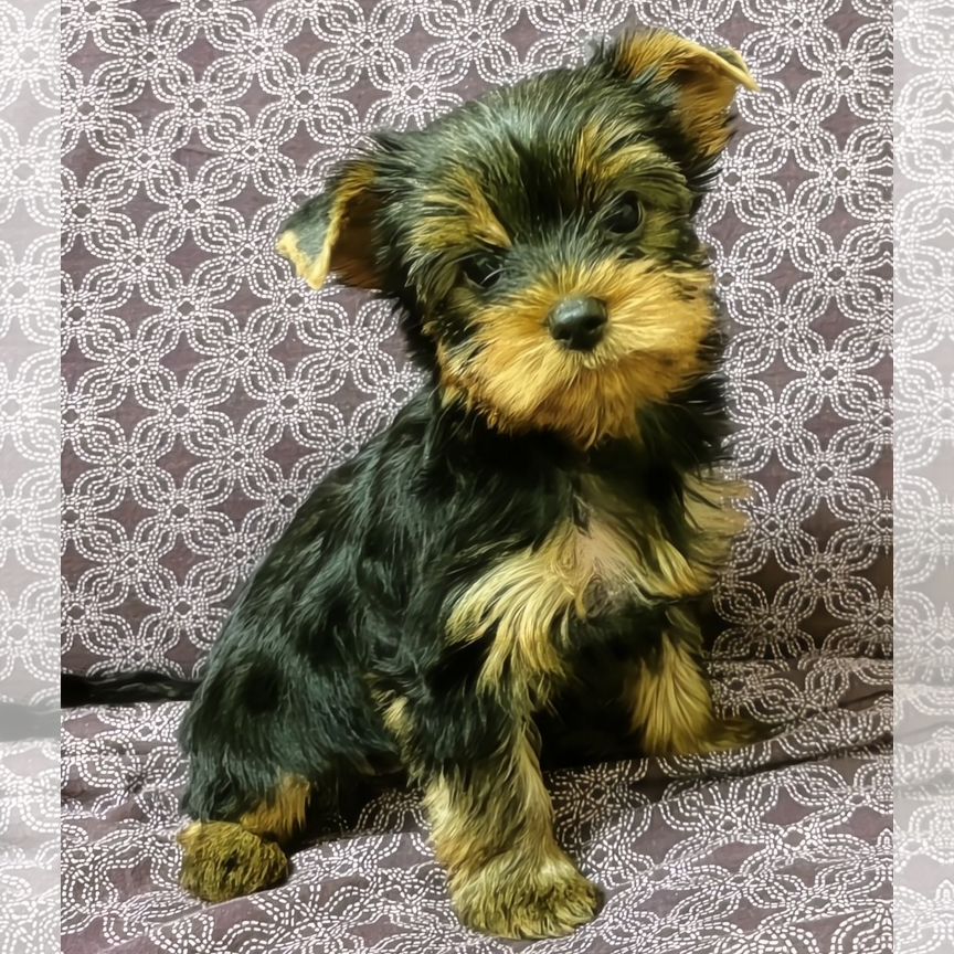 Йоркширский терьер, щенок