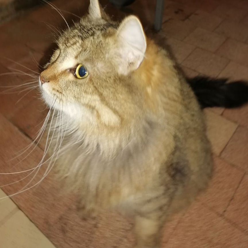 Взрослая, кошка в добрые руки