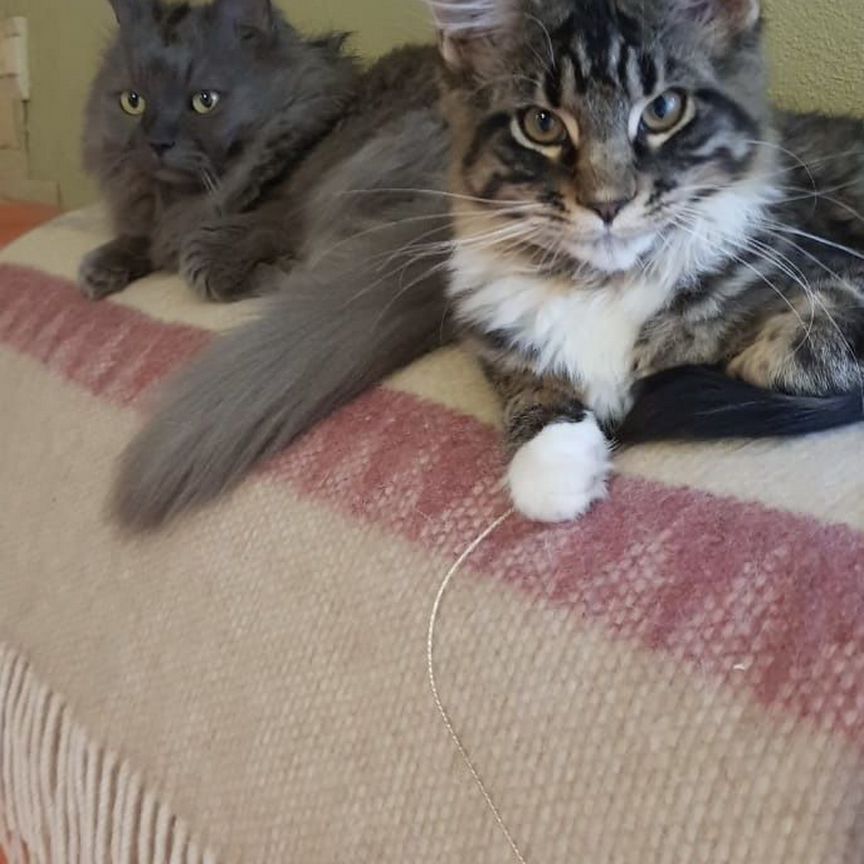 Котенок мэйнкун