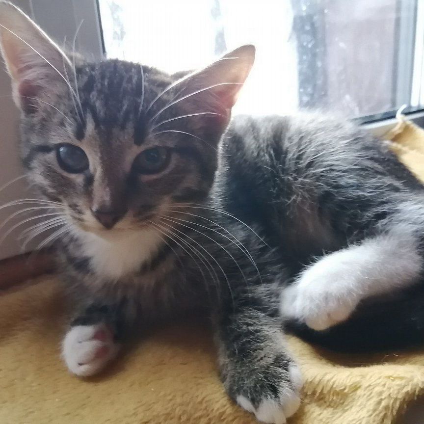 Котенок в добрые руки. Отдам бесплатно