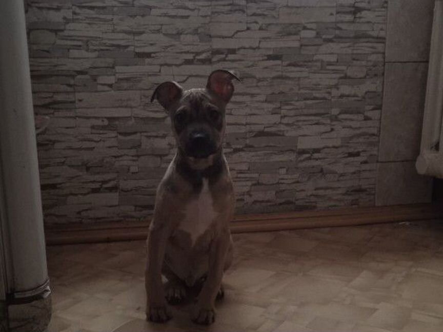 Собака амстафф