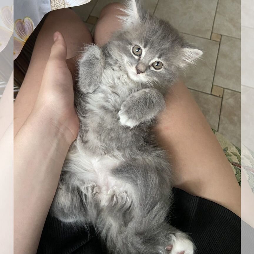 Котята в добрые руки приучены к лотку