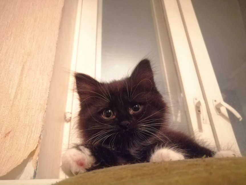 Смешной котёнок Родриго ищет новых друзей
