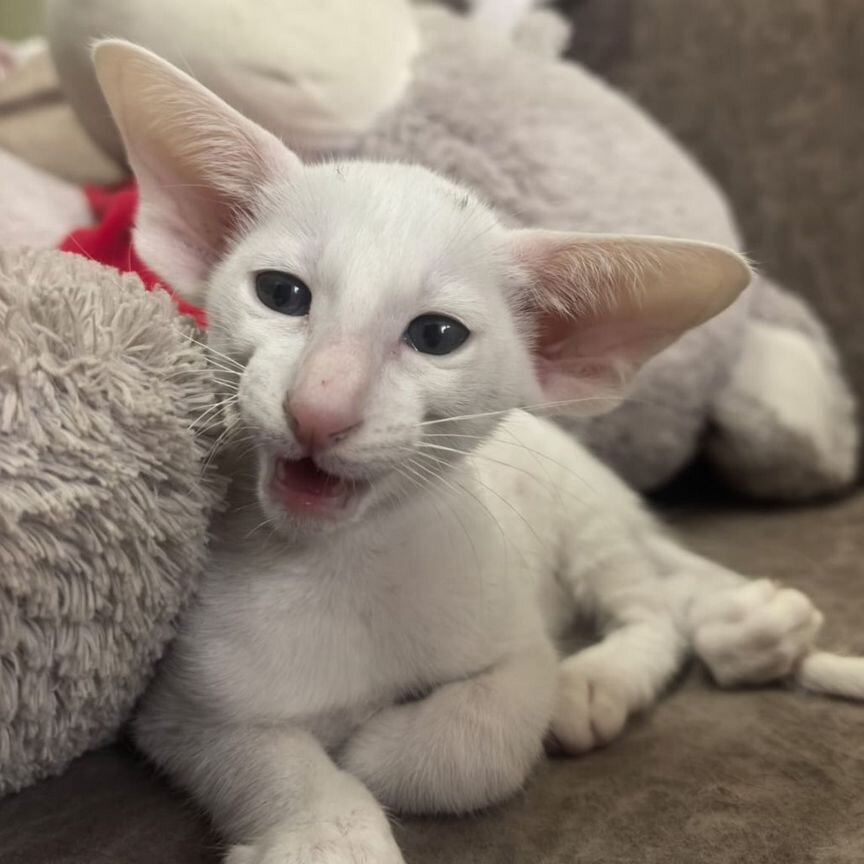 Котята
