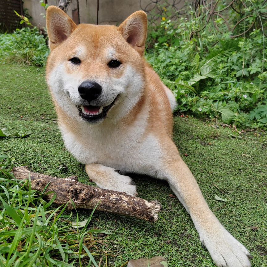 Сиба-ину, вязка