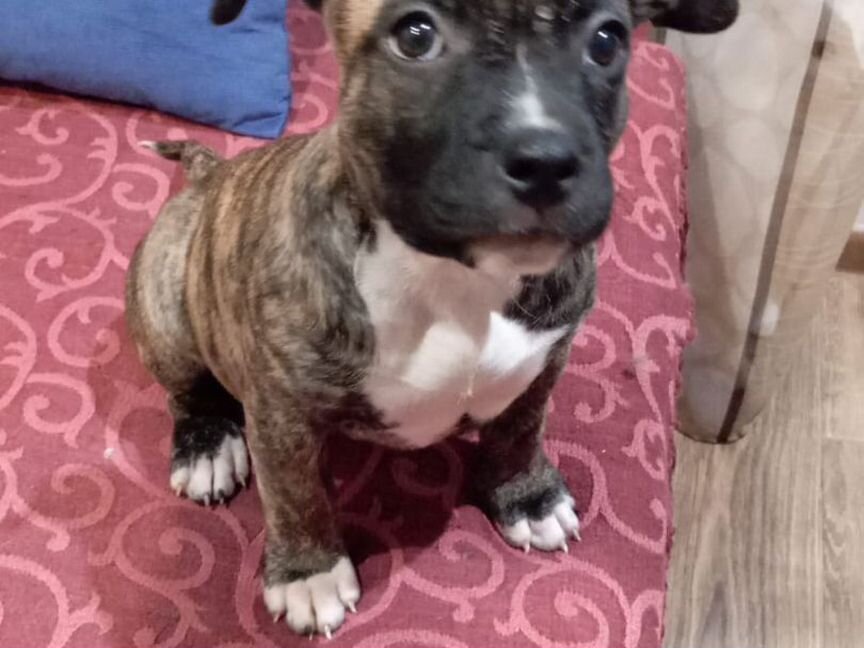 Стаффордширский терьер