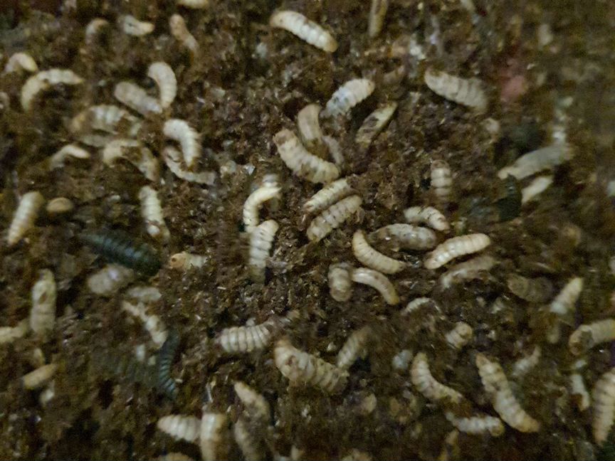 Опарыш черной львинки