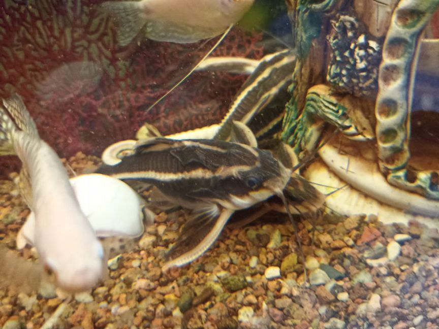 Аквариумные рыбки