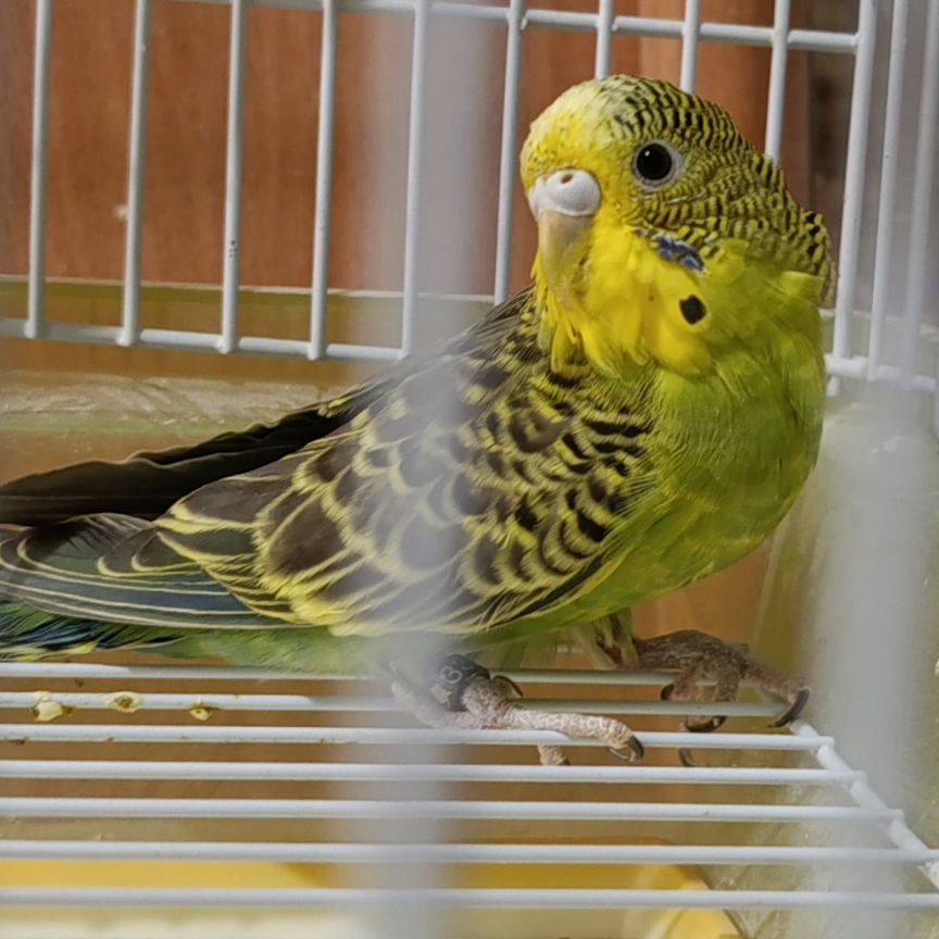 Волнистый попугай самка