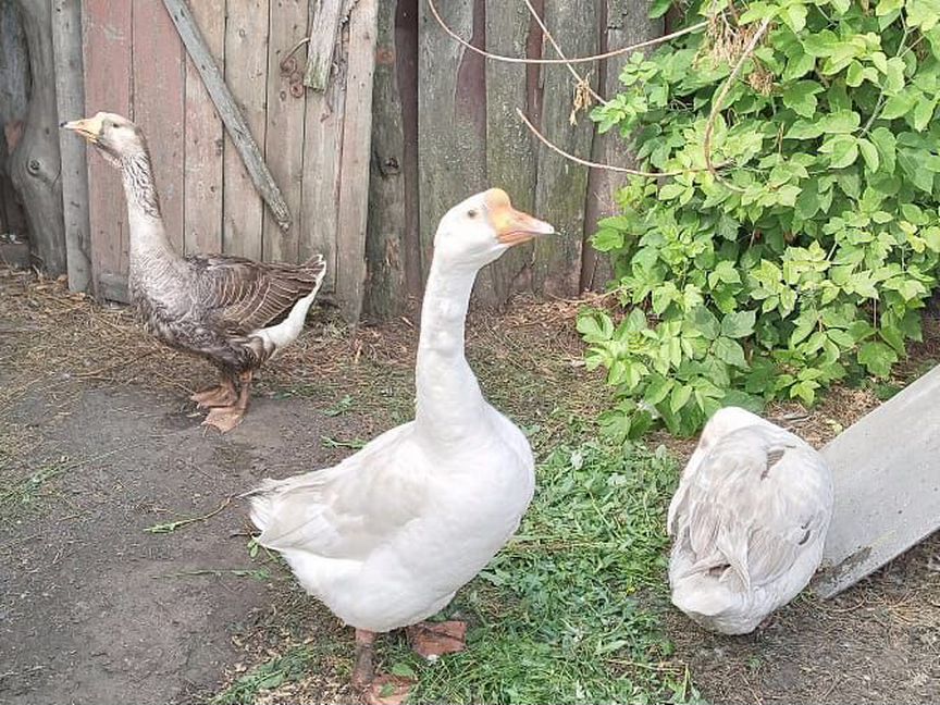 Семья гусей