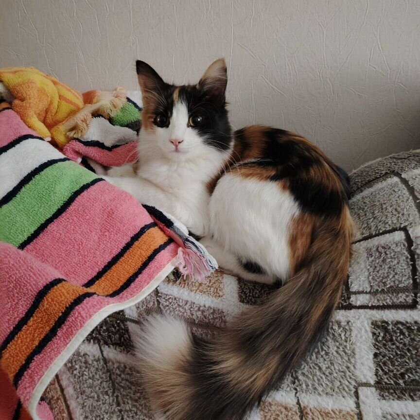 Котенок в добрые руки