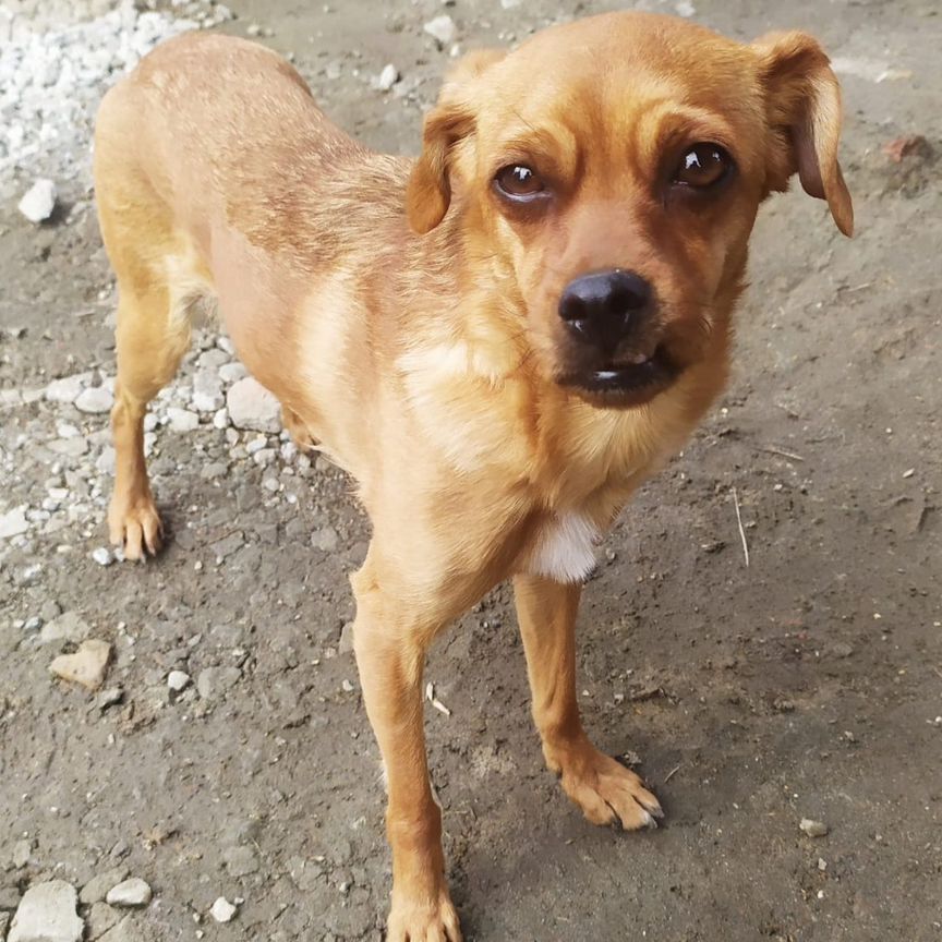 Взрослая собака в добрые руки