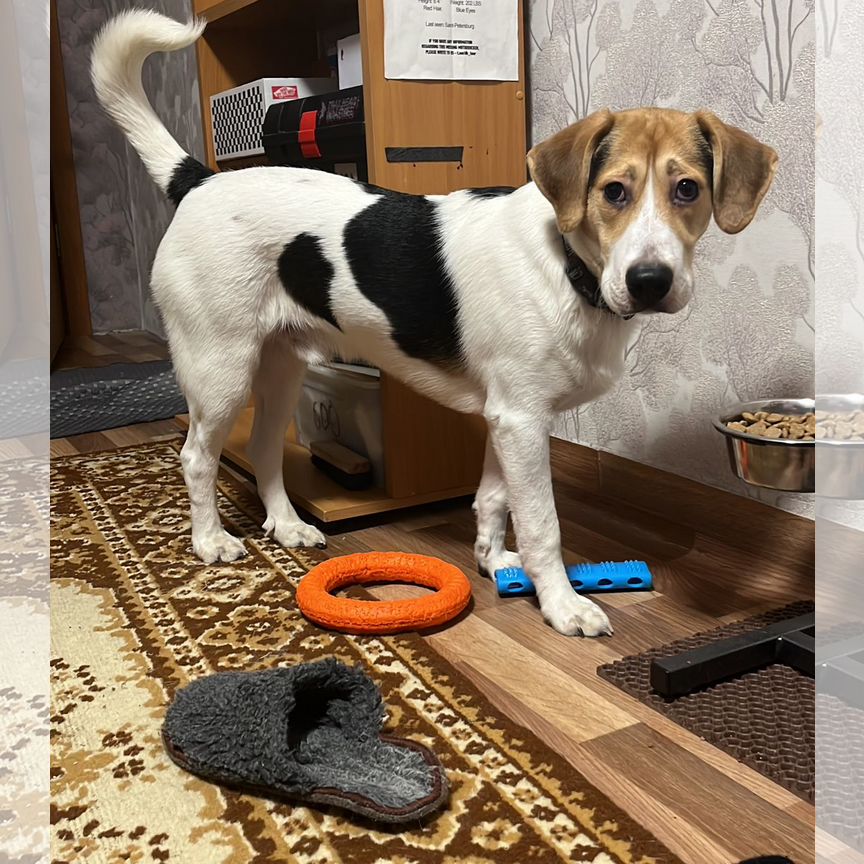 Щенок в добрые руки