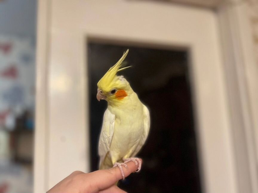 Корелла девочка