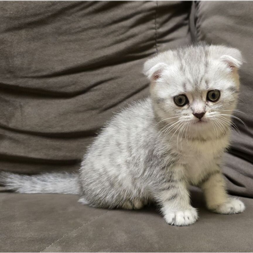 Британский короткошёрстный котёнок