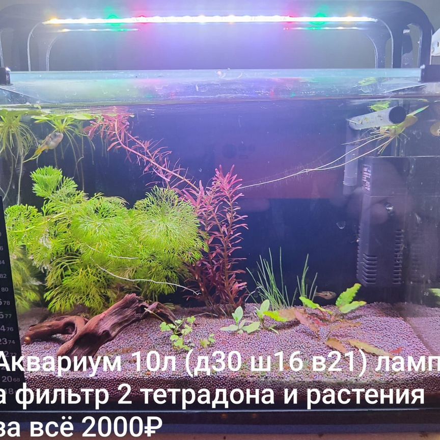 Аквариумные растения