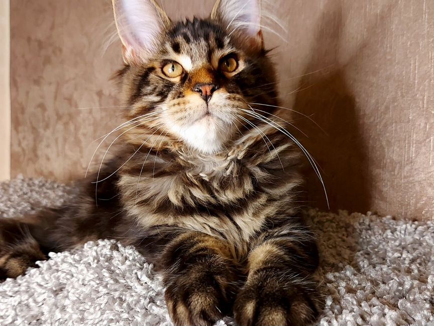 Котята мейн-кун
