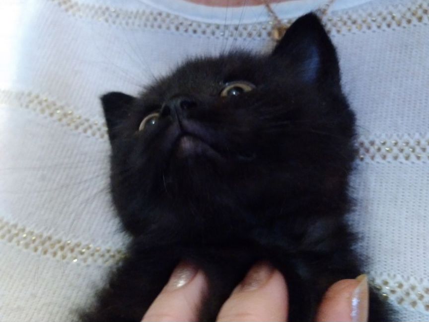 Британские котята