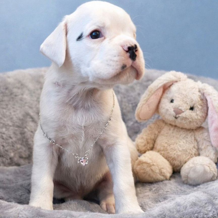 Боксер, щенок