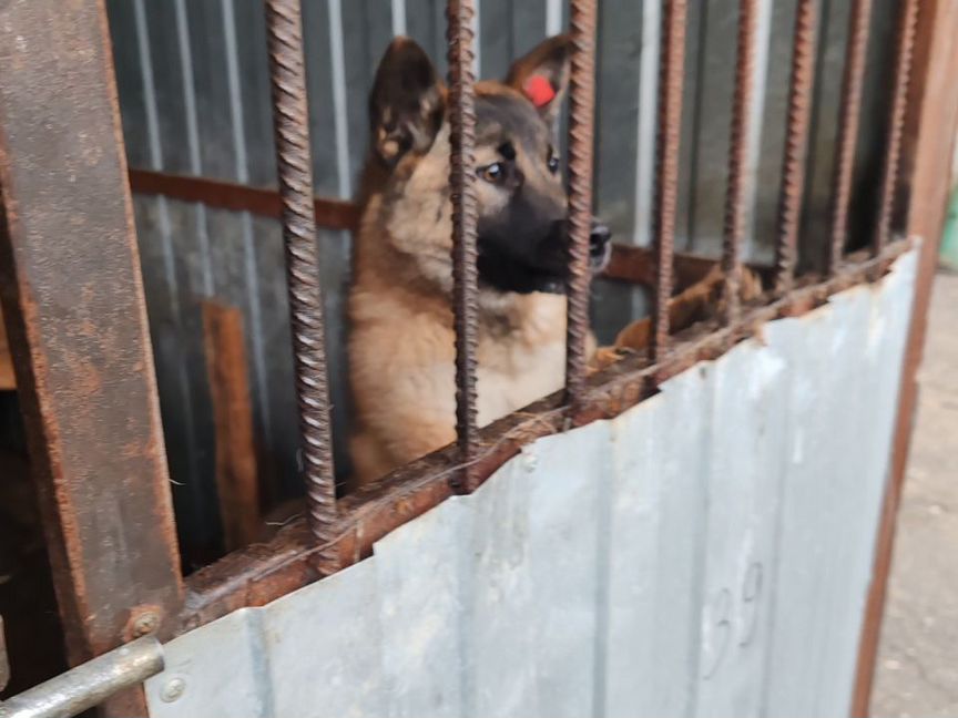 Таша, метисочка, 8 месяцев