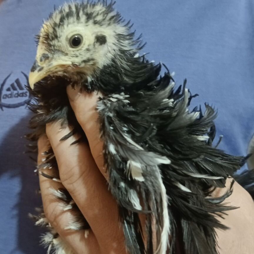 Продам парочку,Кох кучерявый мрамор(карликовый)