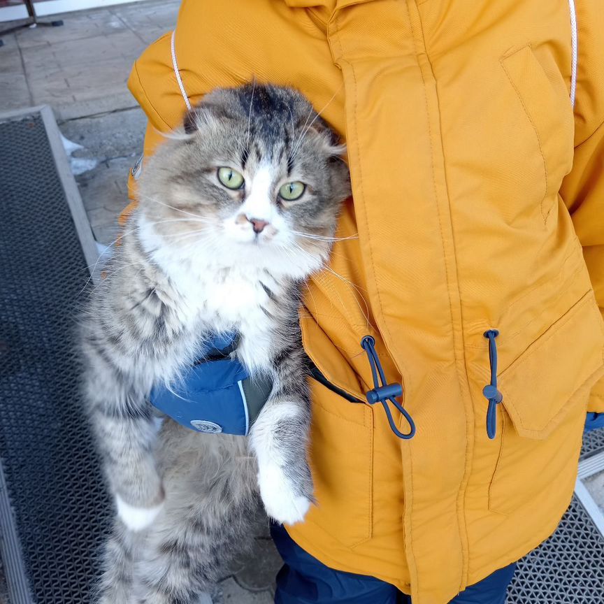 Котик в добрые руки бесплатно замерзает на улице