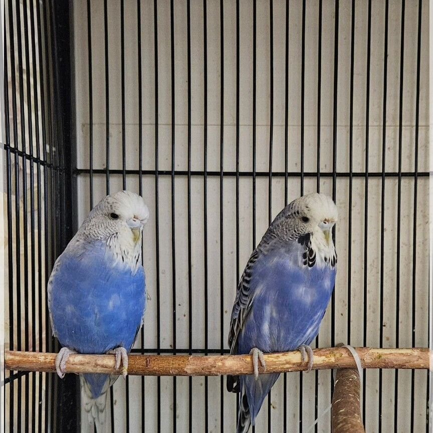 Получехи самки