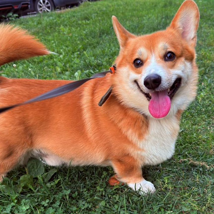 Вельш Корги Пемброк, взрослая собака