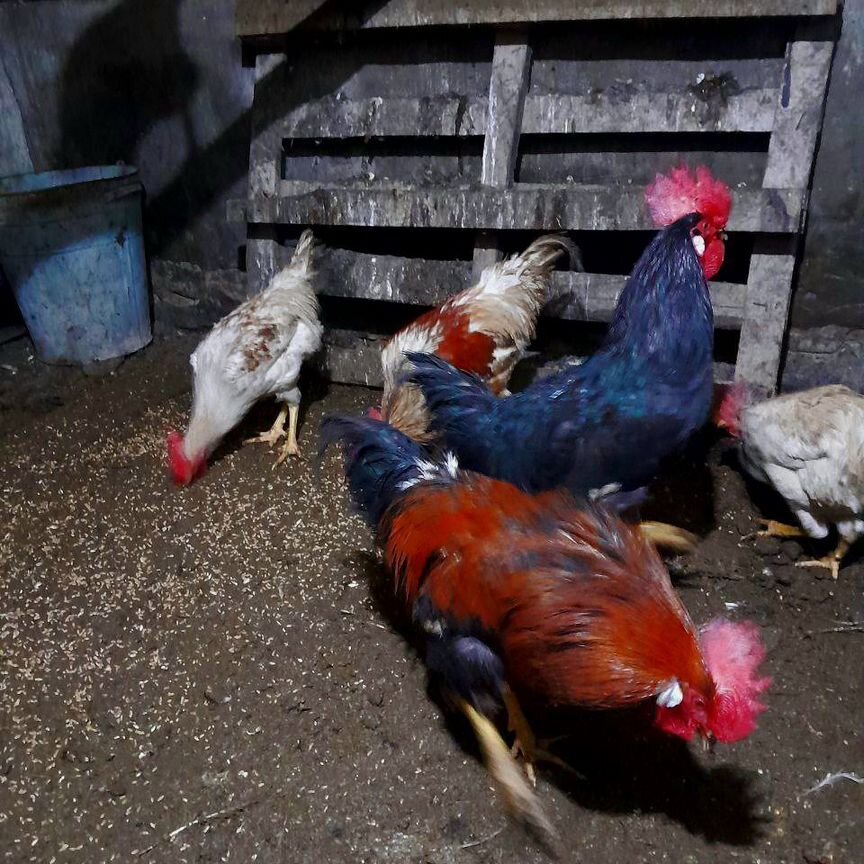 Петухи и гуси