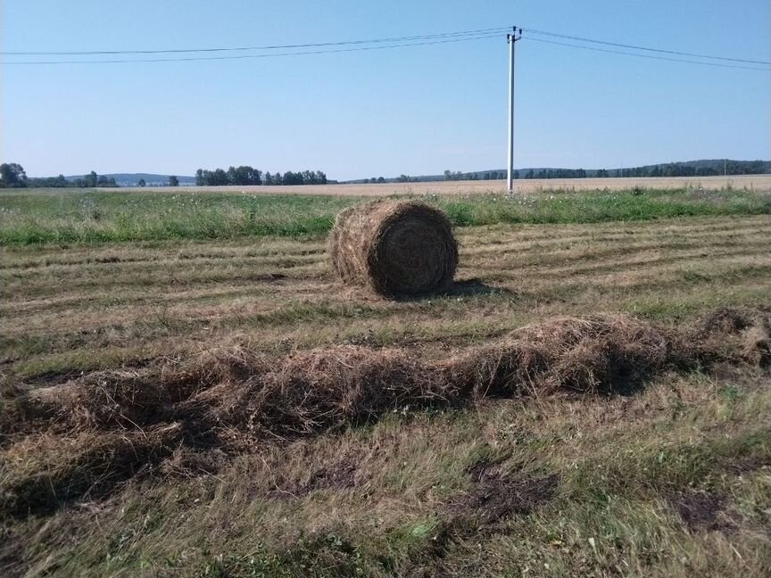 Продам сено в рулонах
