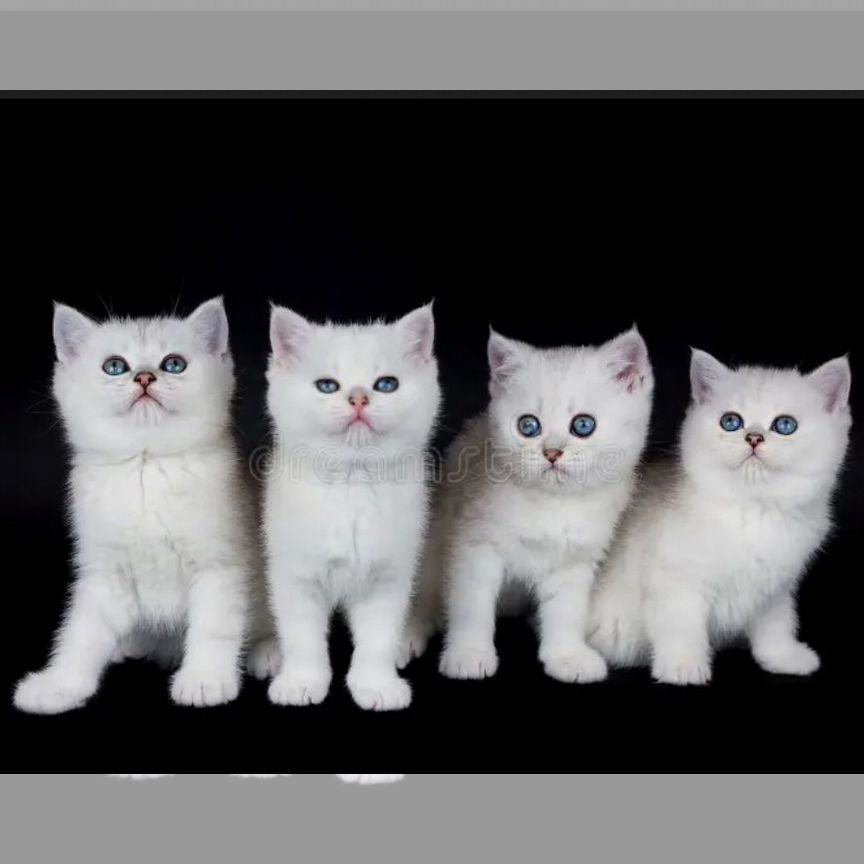 Сиамский котёнок