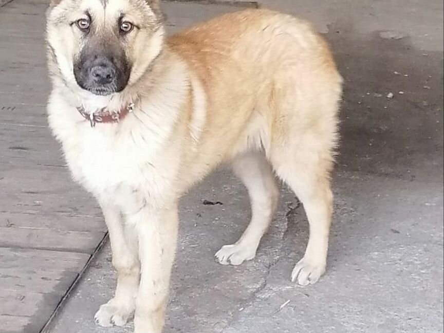 Бельгийская овчарка помесь