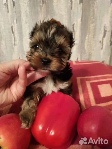 Йоркширский терьер разные окрасы