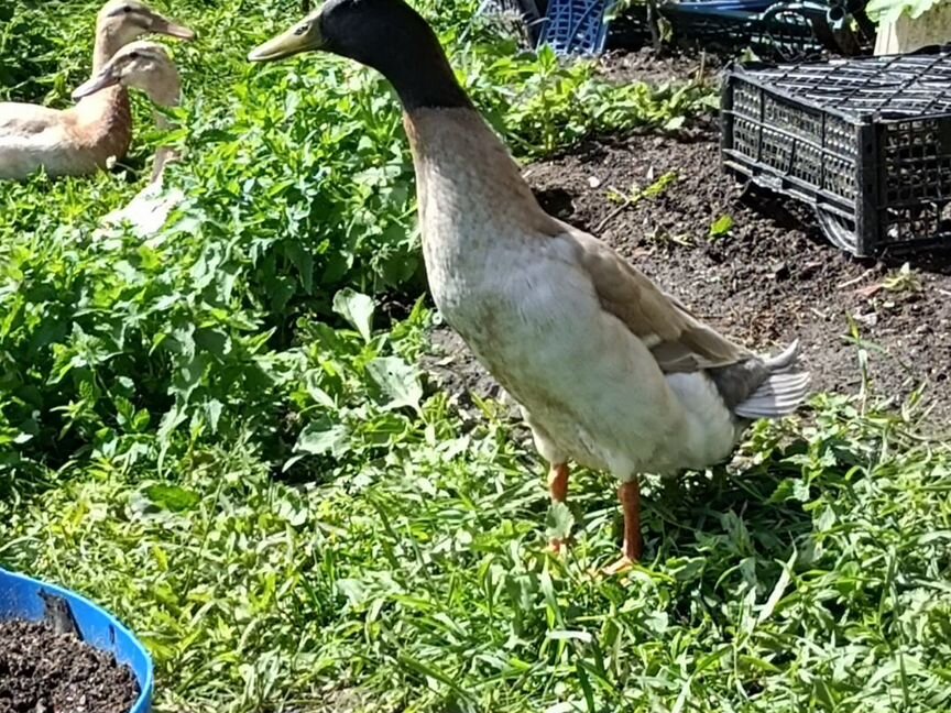 Селезень индийский бегунок