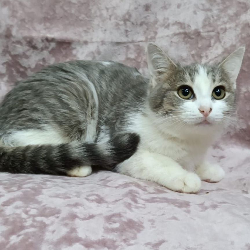 Котёнок в добрые руки